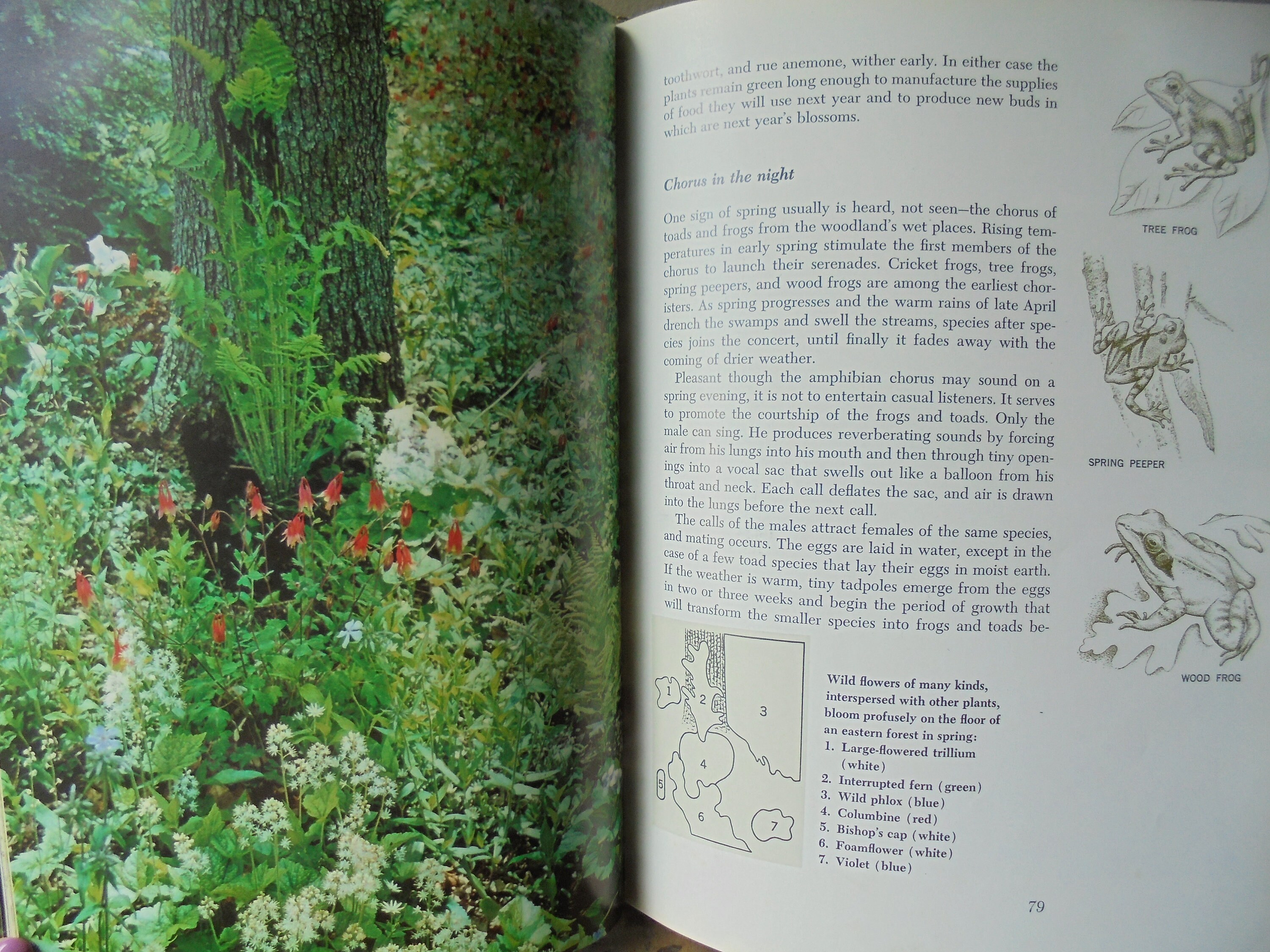 The Life of the Forest Our Living World of Nature John - Etsy