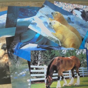 Seaworld Adventure Parks Postcard Collection, 12 Animal Photo Prints ...