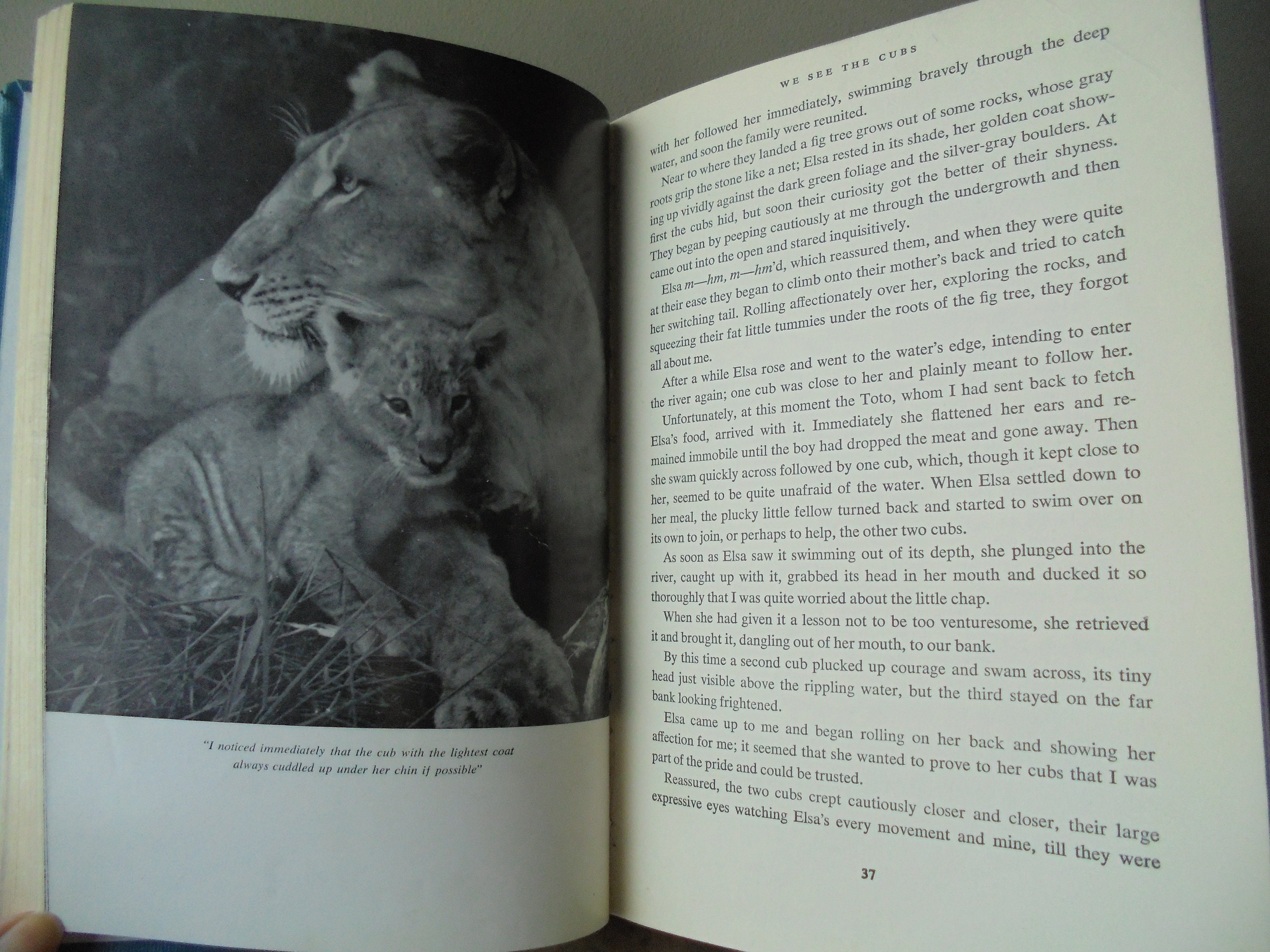 Living Free the Story of Elsa and Her Cubs by Joy Adamson, Vintage Blue ...