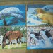 Seaworld Adventure Parks Postcard Collection, 12 Animal Photo Prints ...