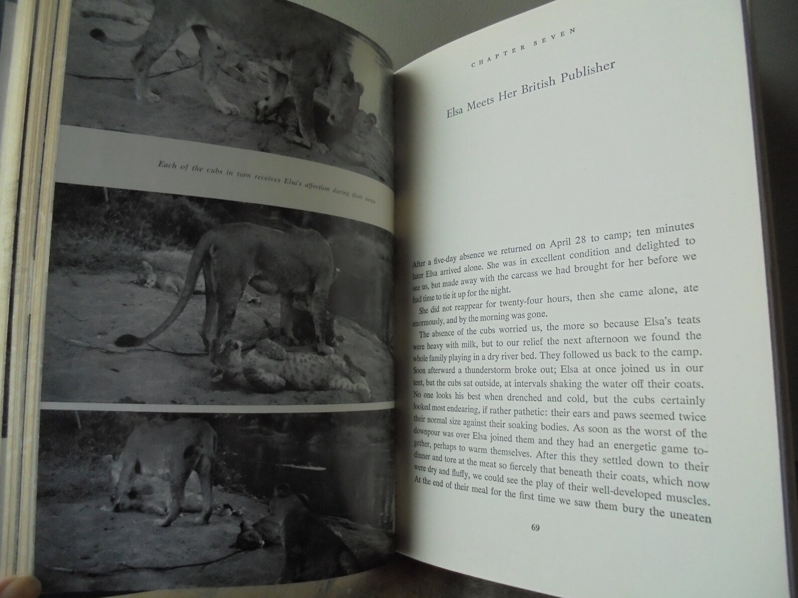 Living Free the Story of Elsa and Her Cubs by Joy Adamson, Vintage Blue ...