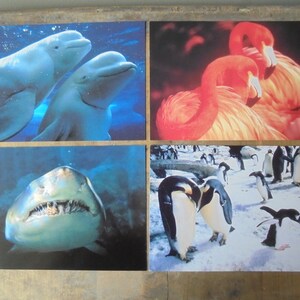 Seaworld Adventure Parks Postcard Collection, 12 Animal Photo Prints ...