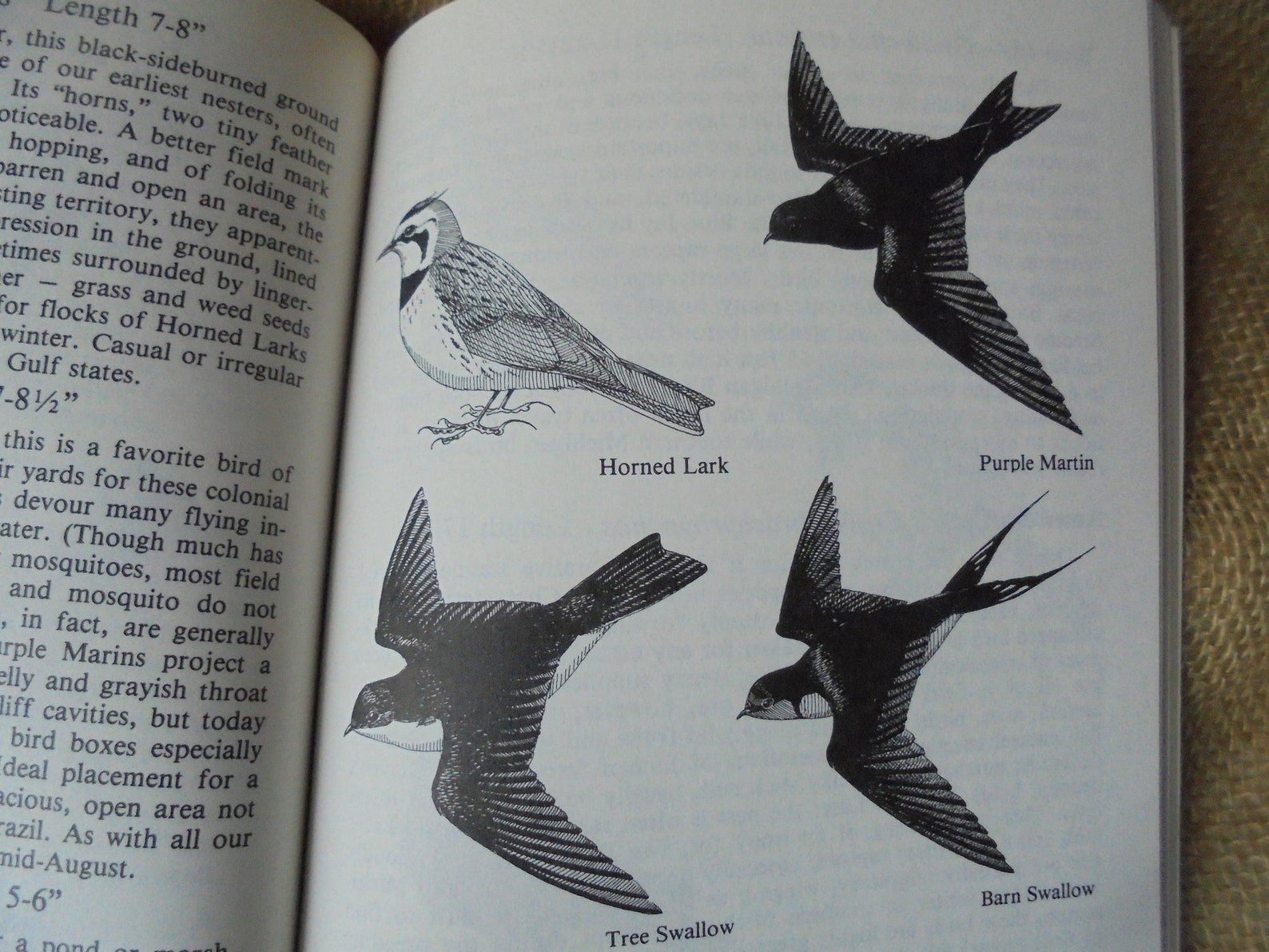 Vintage Bird Book, Paperback Bird Guides, American Birds by Tim ...