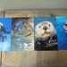 Seaworld Adventure Parks Postcard Collection, 12 Animal Photo Prints ...