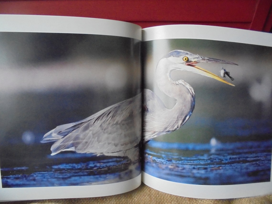 Vintage Bird Book, Paperback Bird Guides, American Birds by Tim ...