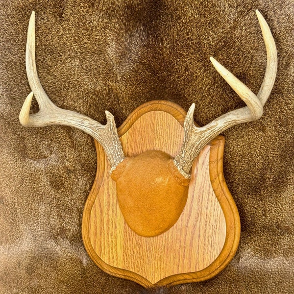 Antler Plaque - Etsy