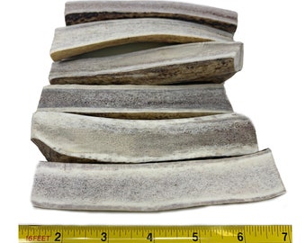 Split Moose Antler Base Dog Chew - Etsy