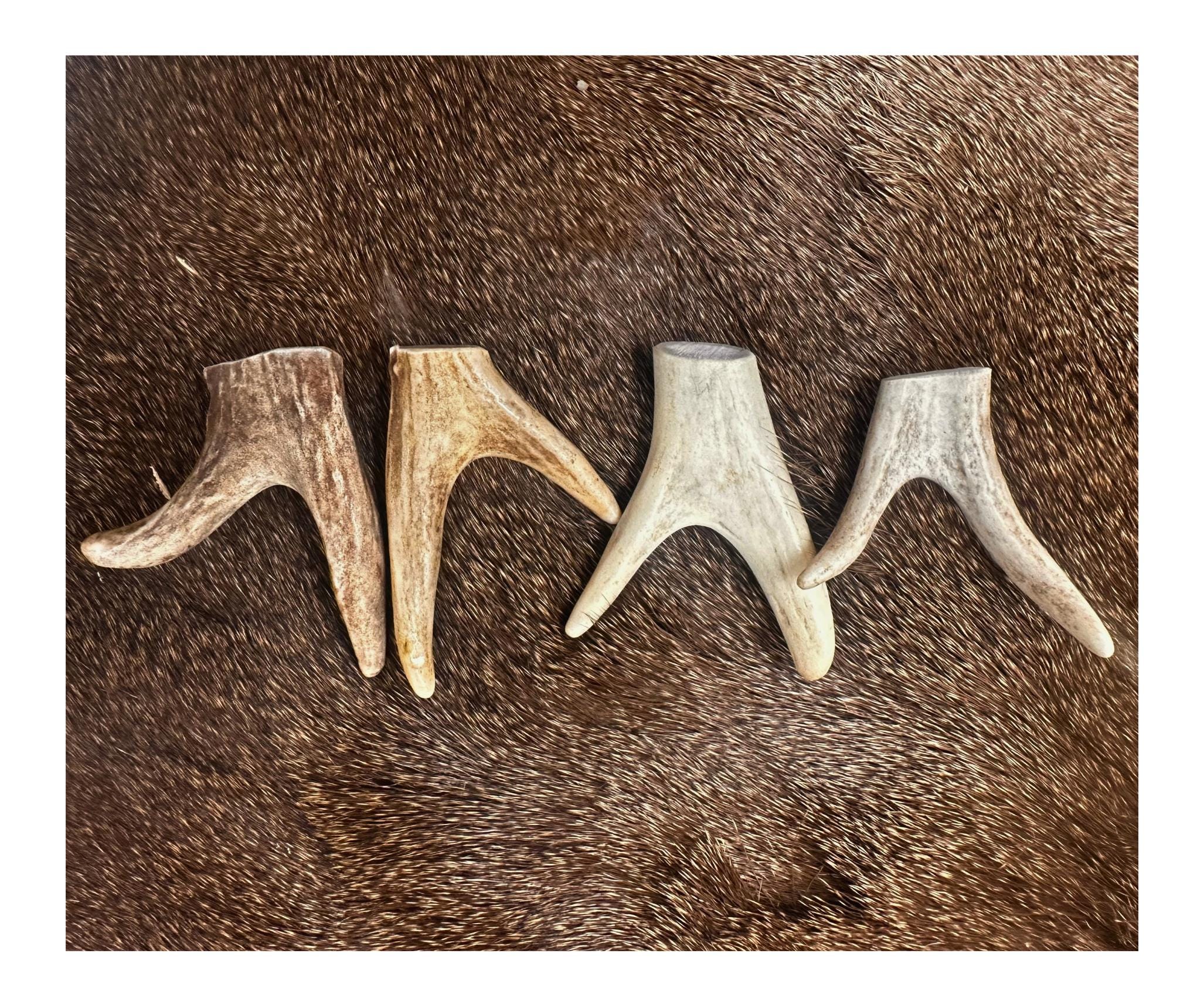 Forked Deer Antler Crafting Tips Choose Size Quantity A Grade