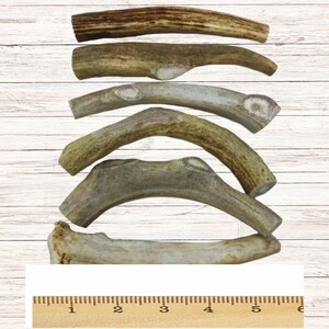 6 Pack-small Deer Antler for Dogs, All Natural Dog Chew Grade A ...