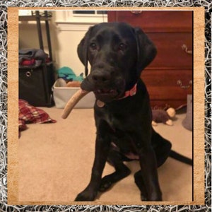 6 Pack-small Deer Antler for Dogs, All Natural Dog Chew Grade A ...