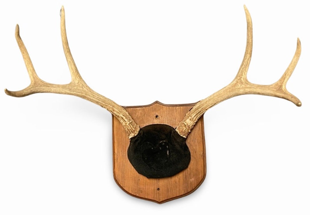 Wide 6 Point Whitetail Buck Mount A Grade Home Decor Mount - Etsy
