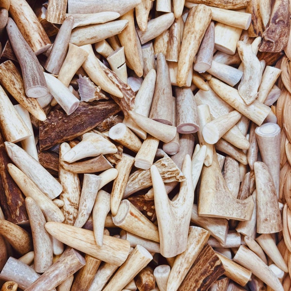 Antler Tip - Etsy