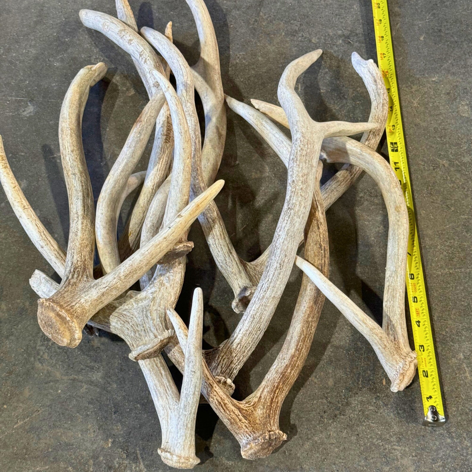 5 Pounds of Medium Axis Deer Antler Sheds - Grade A/B- Naturally Shed ...