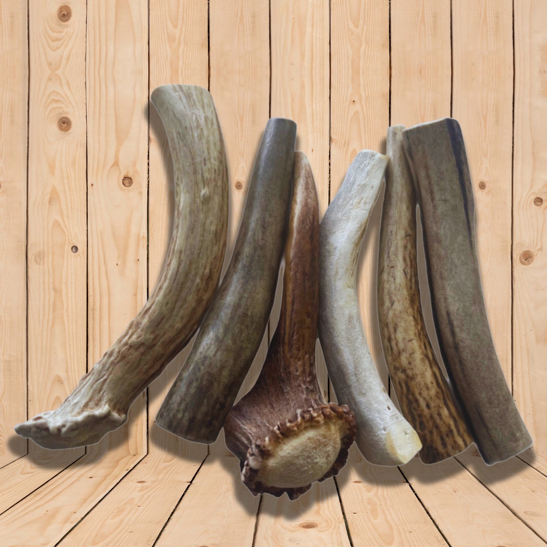 6 Pack-small Deer Antler for Dogs, All Natural Dog Chew Grade A ...