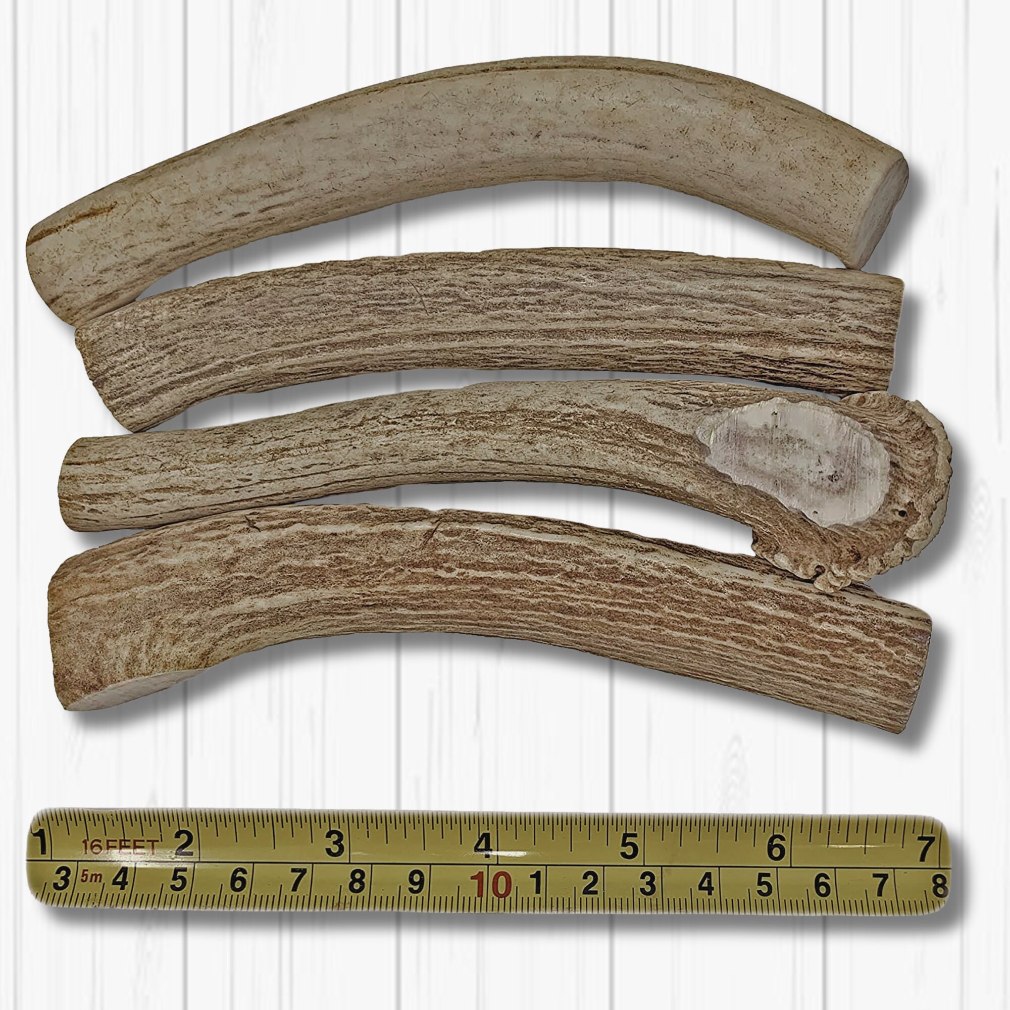 Bulk Axis Deer Antler Pieces for Knife Skin Handles and Aggressive Dog ...