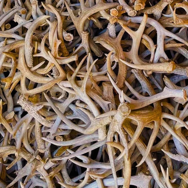Real Antlers - Etsy