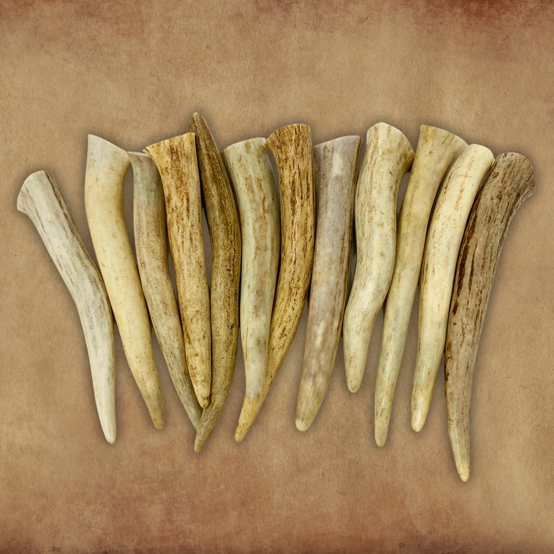 12 Pack - Extra Large Deer Antler Crafting Tips, Tines, Points - Grade ...