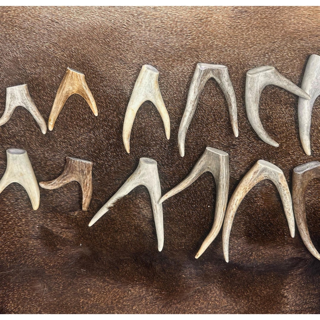 Forked Deer Antler Crafting Tips - (choose Size + Quantity ) - A Grade ...