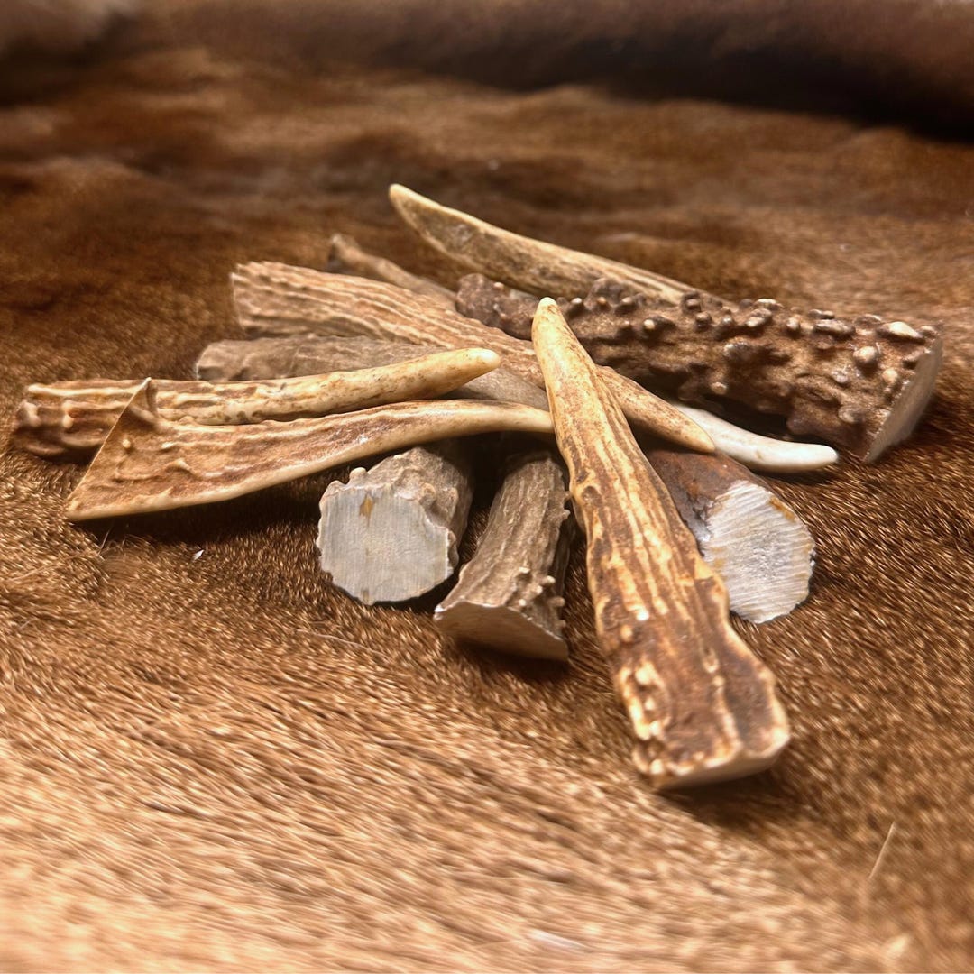 Gnarly Deer Antler Tips, Grade A,deer Brow Tines, for Jewelry Making ...