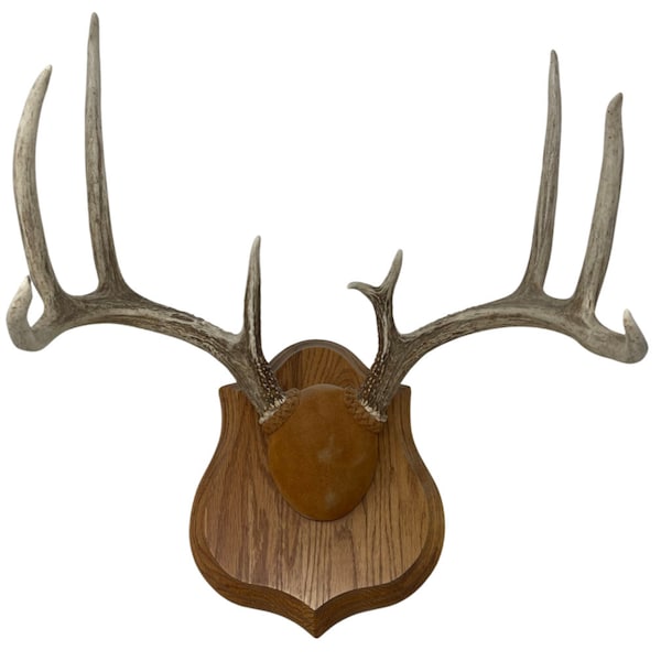 Deer Antler Mount - Etsy