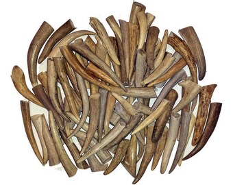 Deer Antler Tines - Etsy