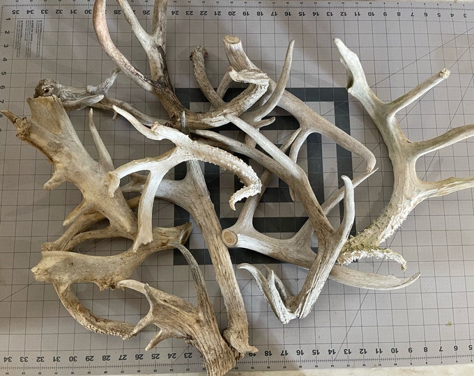 11-med/large- Individual Real Deer Antlers GRADE C/D Box E - Etsy