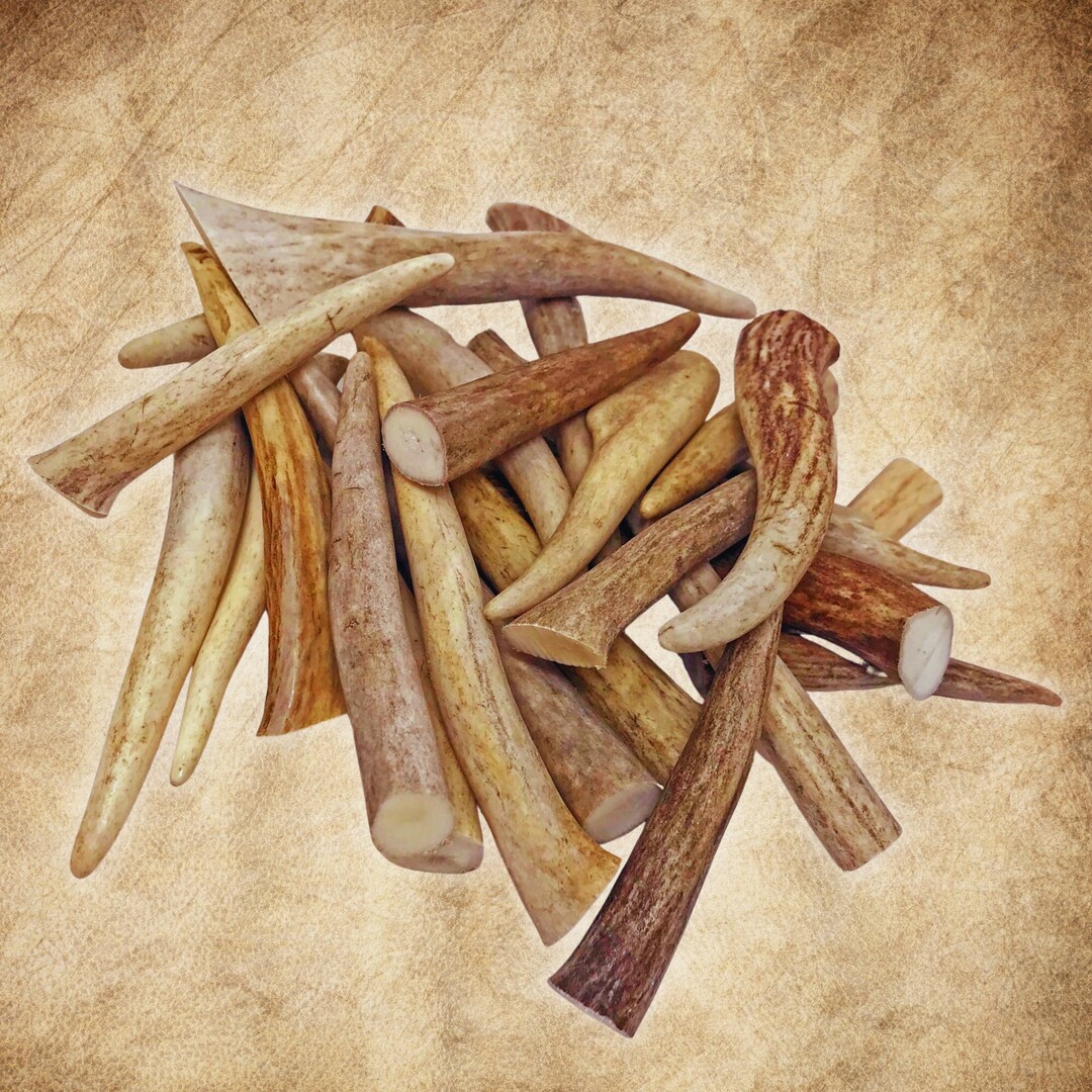 50 Pack Large Polished Deer Antler Crafting Tips, Tines, Points 4 to 5 ...