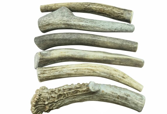 6 Pack-small Deer Antler for Dogs All Natural Dog Chew | Etsy