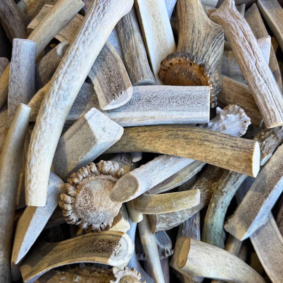 BULK- Sun Aged Deer Antler Dog Chews (economy B- Grade) - Whole/split ...