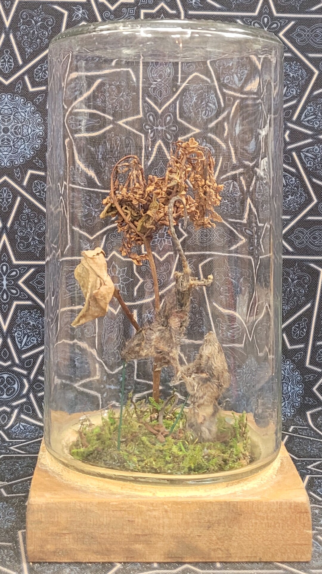 Mummified Mouse Jar Display - Etsy