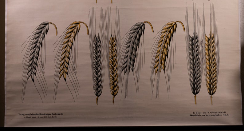 Vintage Pull Down Chart Genetics Grain School Chart - Etsy