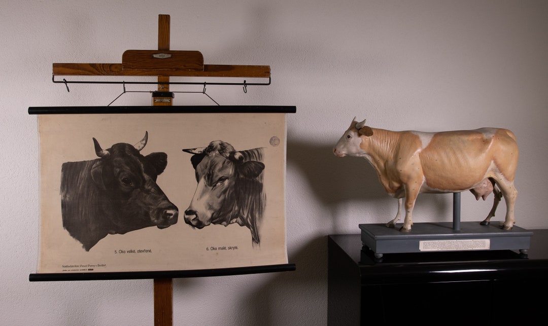Vintage Pull Down Chart Cow 3 on Thick Paper School Chart Lithograph - Etsy
