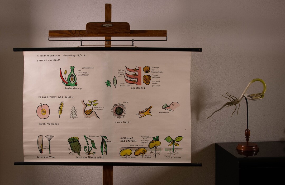 Vintage Botanical Pull Down Chart Botanist Basic Concepts 6 Types of ...
