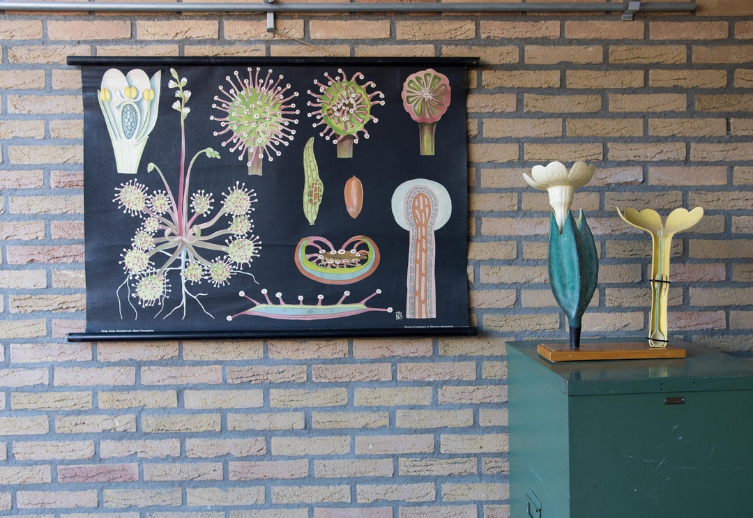 Vintage Pull Down School Chart Sundew by Jung Koch Quentell - Etsy