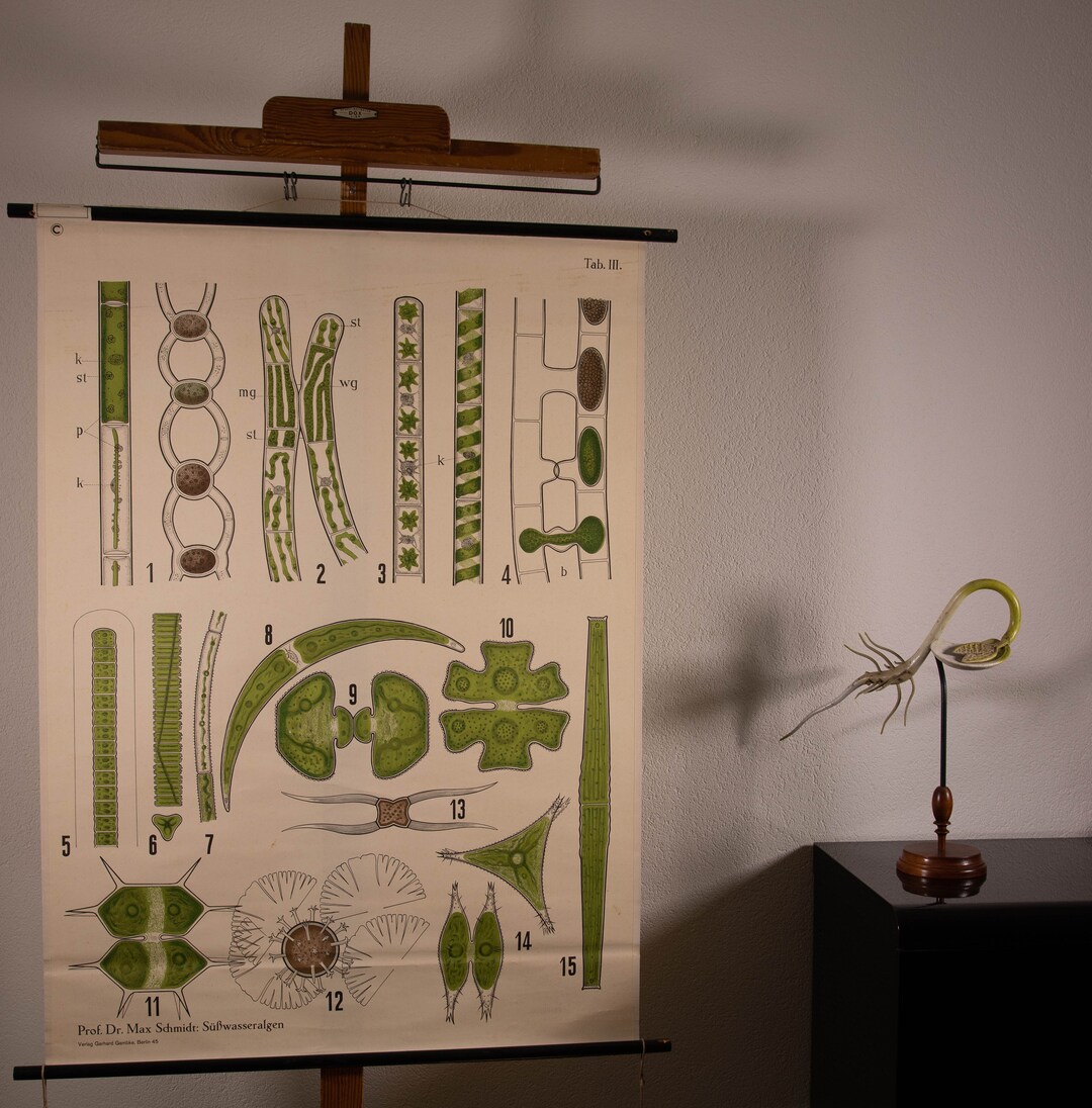 Vintage Pull Down Chart Freshwater Algae Green School Chart - Etsy