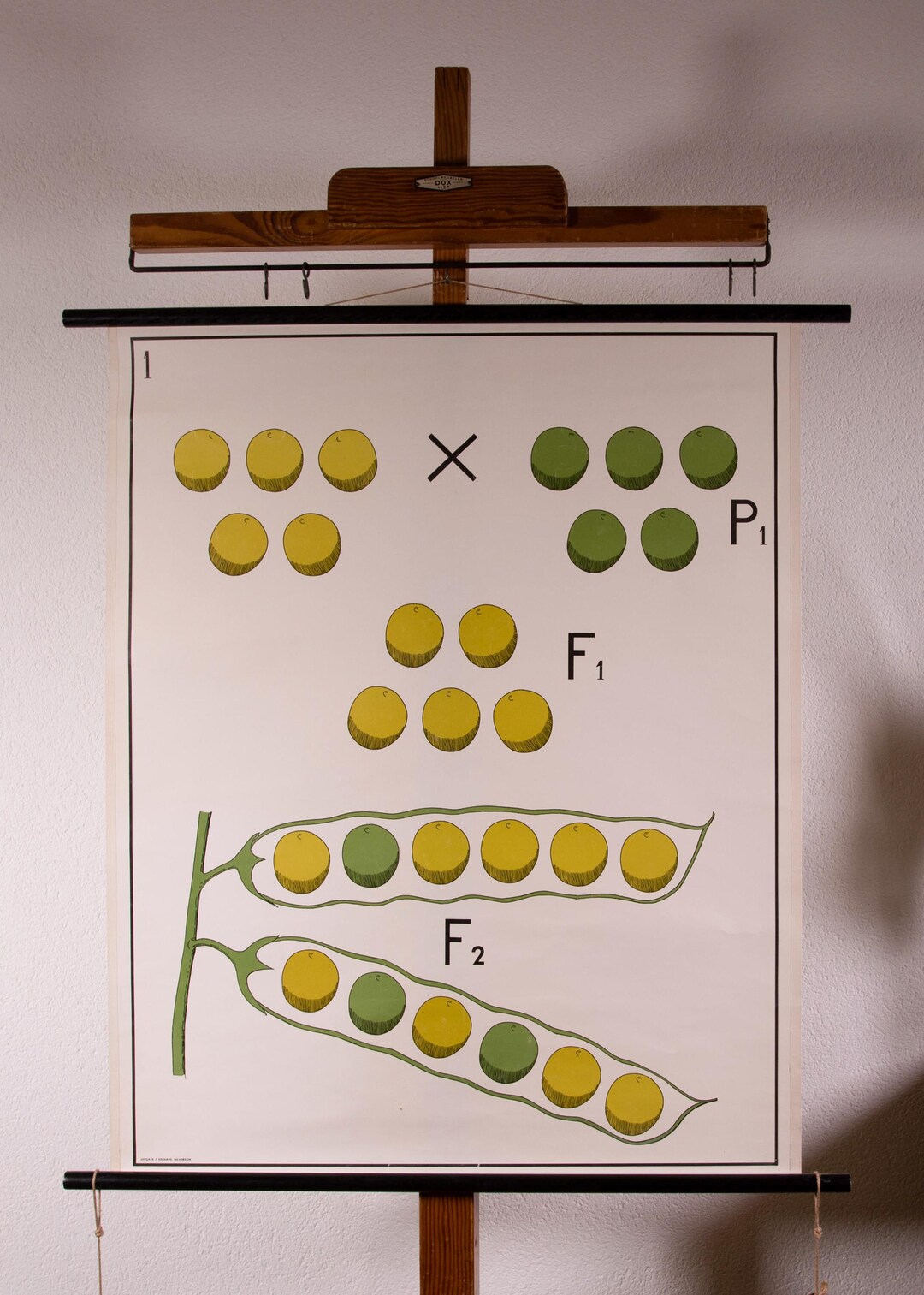 Pull Down Chart Genetics Pea I School Chart Lithograph - Etsy