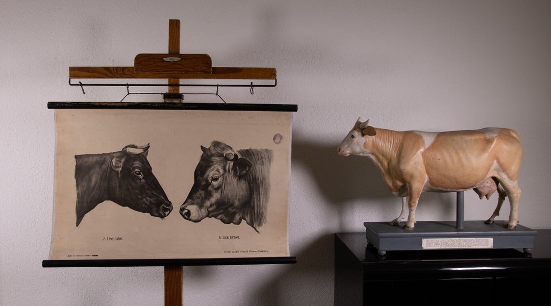 Vintage Pull Down Chart Cow 8 on Thick Paper School Chart Lithograph - Etsy