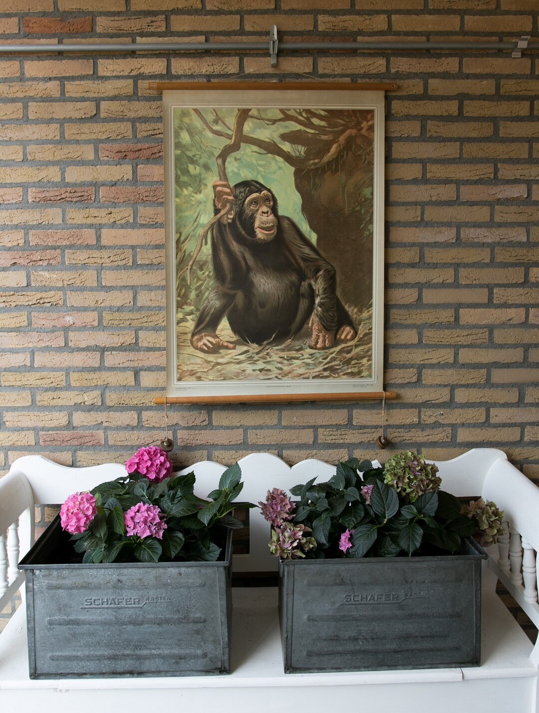 Vintage Pull Down Chart Chimp School Chart Lithograph - Etsy