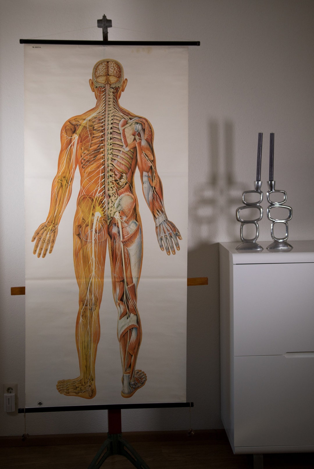 Vintage Pull Down Chart Nervous System Back School Chart - Etsy