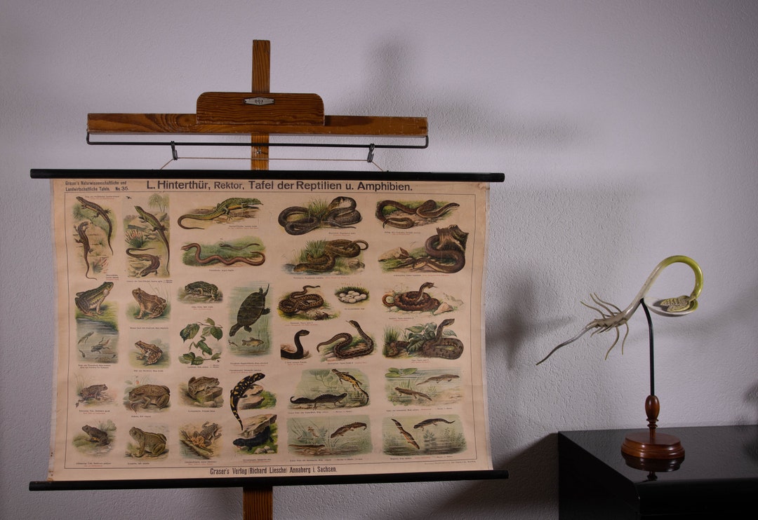 Vintage Pull Down Chart Reptiles and Amphibians School Chart - Etsy