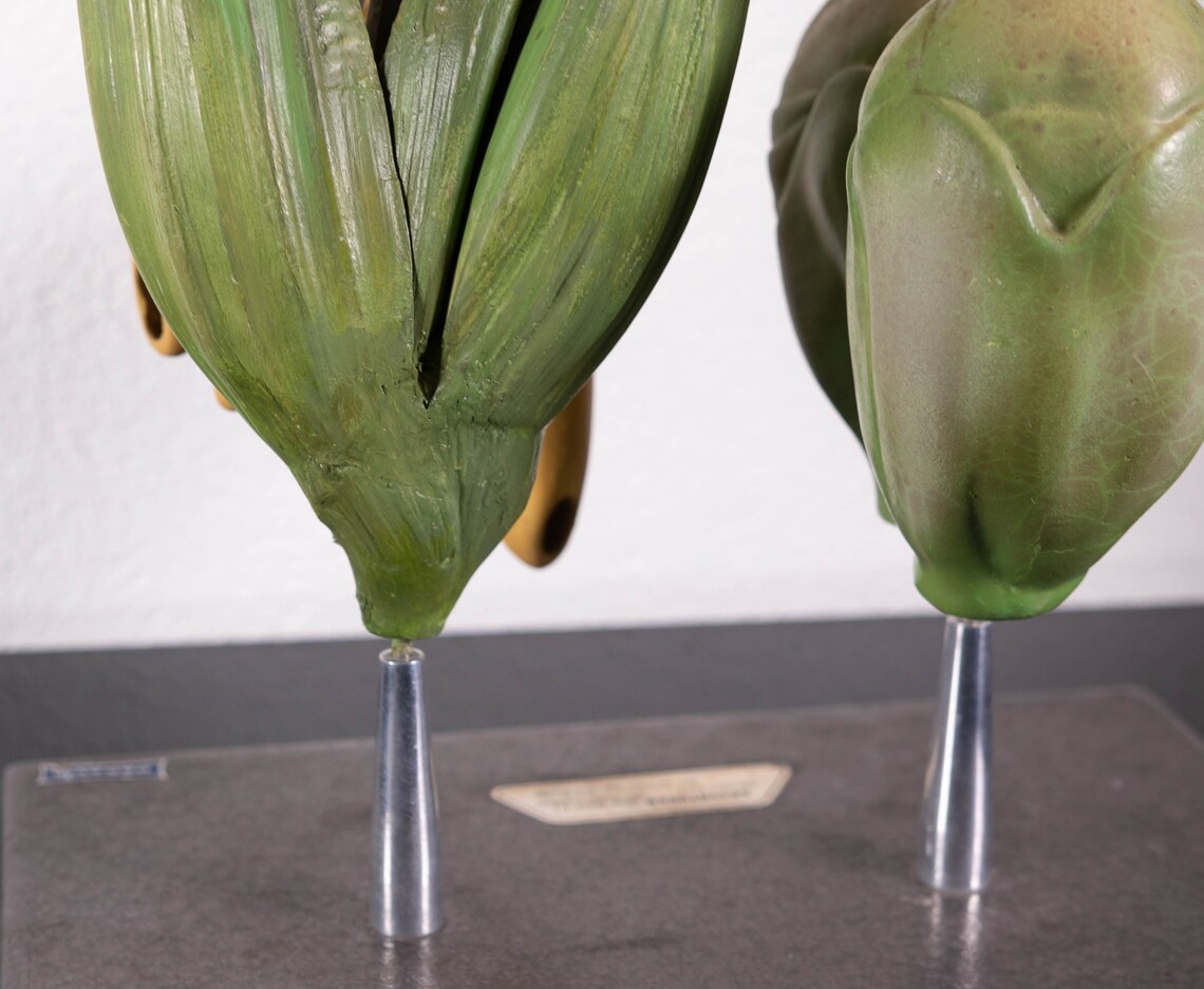 Vintage Botanical Model of Maize these Models Used for - Etsy