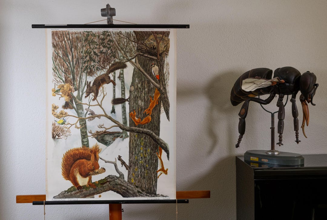 Vintage Pull Down Chart Squirrels School Chart Lithograph - Etsy