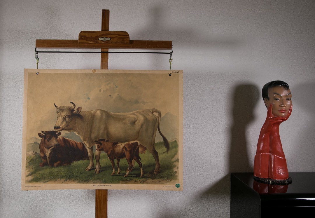 Vintage Old Print on Thick Paper Cows School Chart Lithograph - Etsy