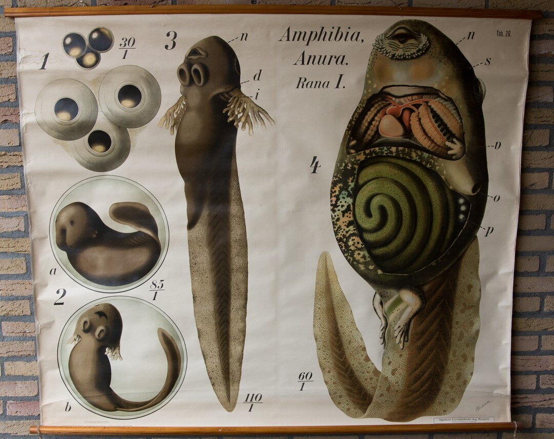 Vintage Pull Down School Chart Frog Tadpole Pfurtscheller Wall Chart - Etsy