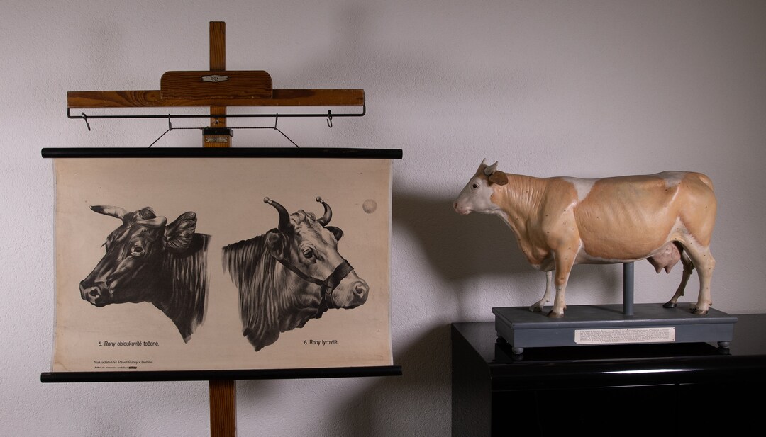 Vintage Pull Down Chart Cow 4 on Thick Paper School Chart Lithograph - Etsy