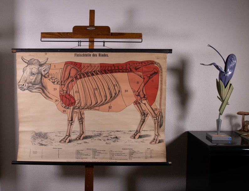 Vintage Pull Down Chart Meat Parts of a Cow School Chart - Etsy