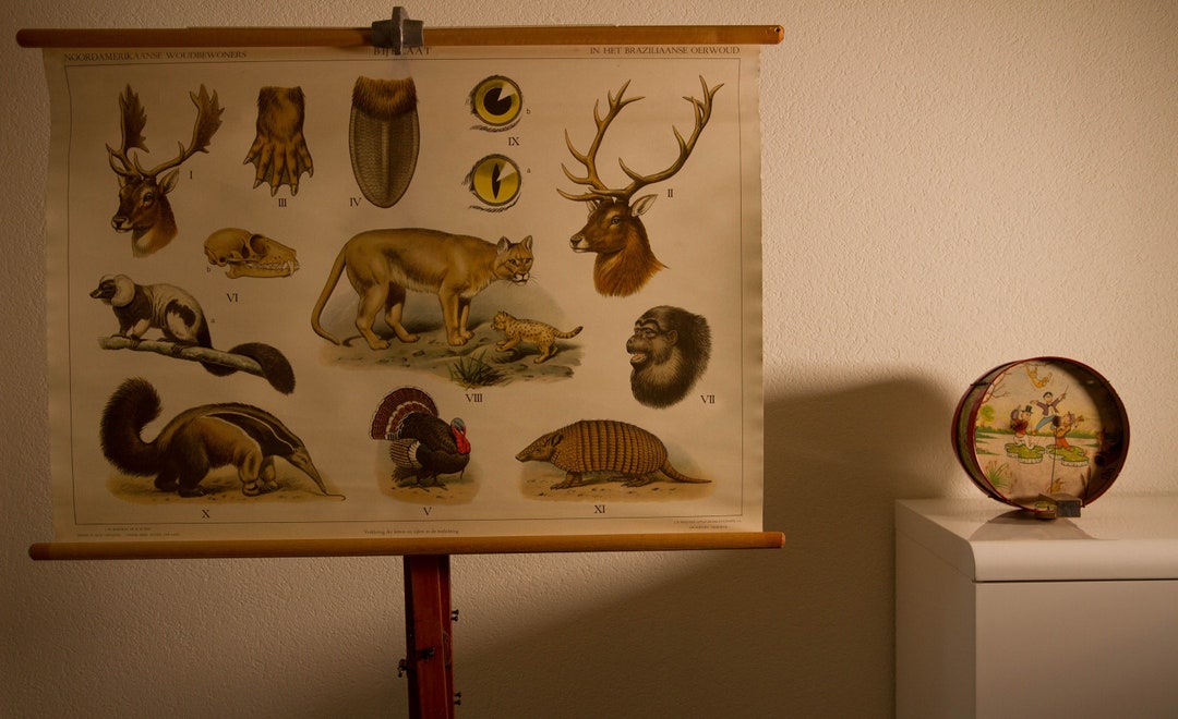 Vintage Pull Down Chart North American Forest Animals in the Brazilian ...