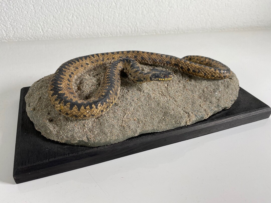 Vintage Model of the Snake Adder – Vipera Berus L,these Anatomy Models ...
