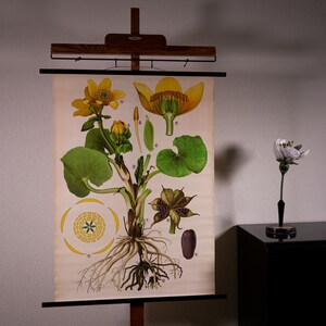 Pull Down Chart Marsh Marigold School Chart - Etsy