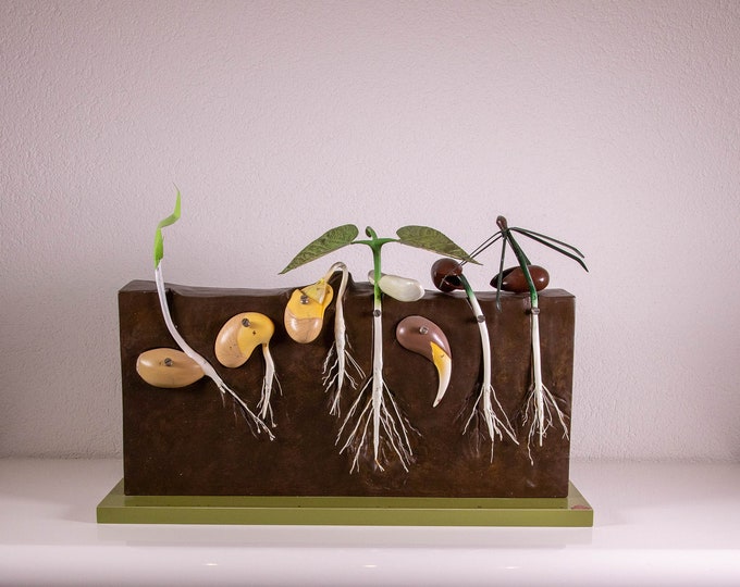 Botanical School Models Germination Made by Somso - Etsy
